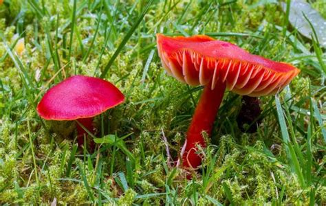 20 Types Of Red Mushrooms With Pictures Identification Guide Your