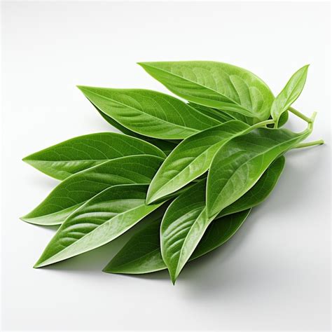 Oka Leaf Illustration Isolated Premium Ai Generated Image