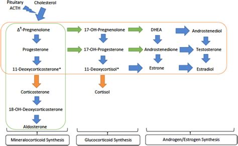 An Overview Of The Steroid Synthesis Pathways And The Enzyme