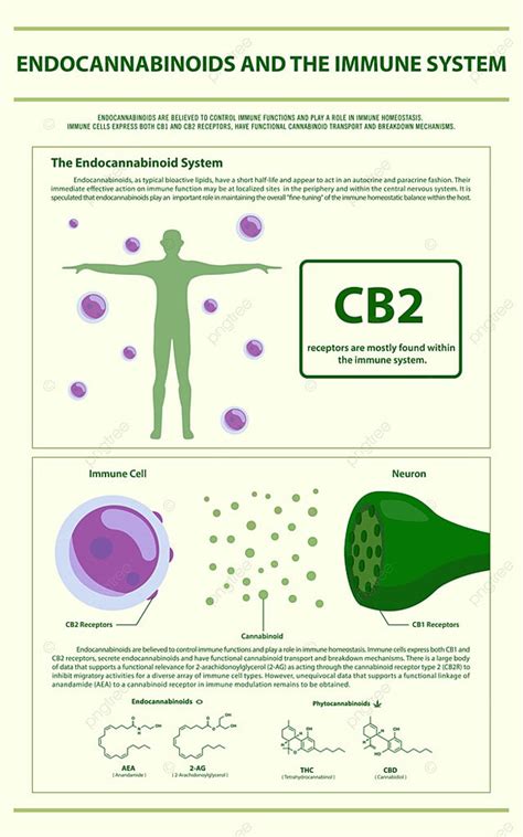 Endocannabinoids And The Immune System Vertical Infographic Illustration About Cannabis As