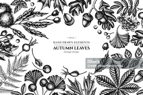 검은 색과 흰색 고사리 개 장미 로완 은행나무 단풍 나무 참나무 말 밤 밤 산사나무와 디자인 0명에 대한 스톡 벡터 아트 및 기타 이미지 Istock