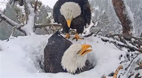 Bald Eagle Dad Relieves Mom Helps With Egg Warming Duties