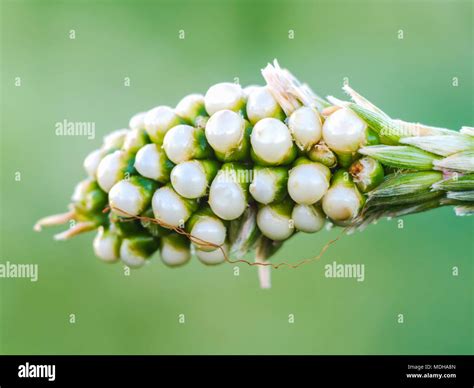 Corns Unusual Tassel Ear Growth Pronounced Eensh Kahlee In Navajo