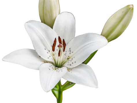 Lily Flower Png Image