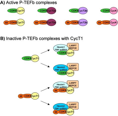 Active And Inactive P Tefb Complexes A Active P Tefb Complexes