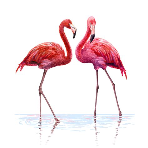 Фламинго на белом фоне 46 фото красивые фото и картинки Pofoto Club