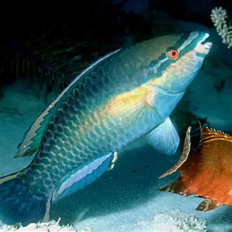 Princess Parrotfish Facts Diet Habitat And Pictures On Animaliabio