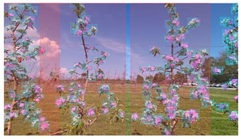Smart Agriculture A Fruit Flower Cluster Detection Strategy In Apple Orchards Using Machine