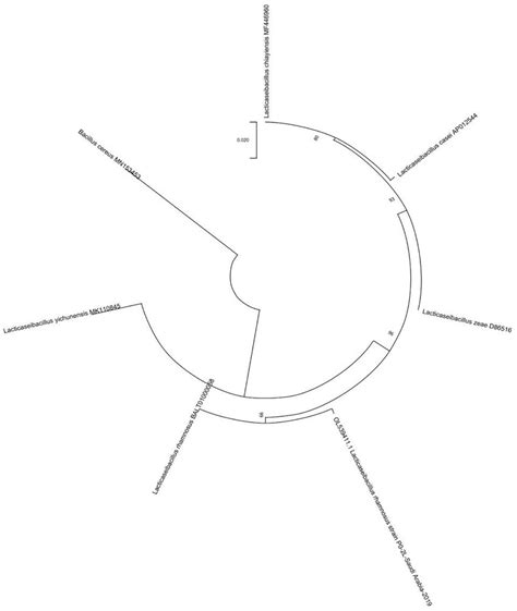 Phylogenetic Tree Of Honey Isolate Lactobacillus Rhamnosus Isolated Download Scientific