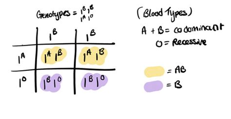 Codominance And Sex Linkage Flashcards Quizlet