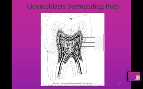 Ch 13 Pulp Diagram Quizlet