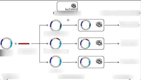 Blue White Screening Diagram Quizlet