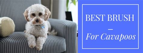 1 Best Brush For Cavapoos And What To Use With It