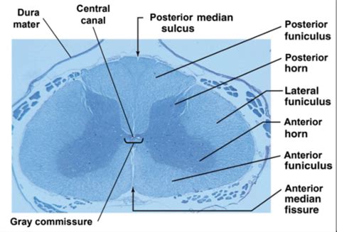 Bio 227 Lab Exam 3 Flashcards Quizlet