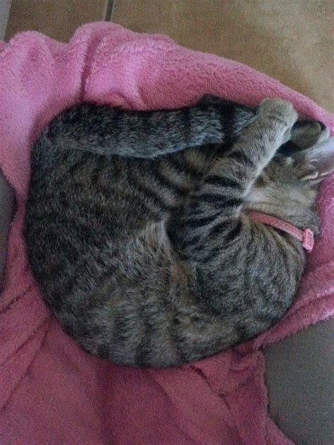 Pin By Janet Baker On The Bugs Lady Bug Love Bug Dudelbug And Junebug Ladybug Love Bugs