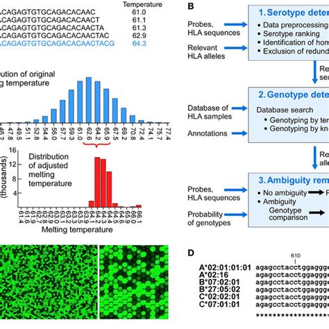 the design of components of the hla typing system a probe design and