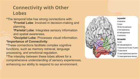 Temporal Lobe And Its Function By Ashmit Pptx