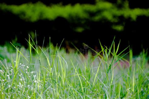 Green Grass In Reflection On The Natural Light During The Day Stock
