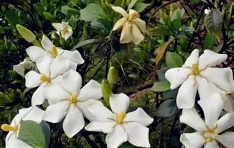 3000畝梔子花開美如雪海樂山這個地方註定要被擠爆 每日頭條