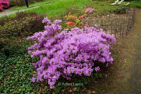 Rhododendron Yedoense Poukhanense Plantentuin Esveld