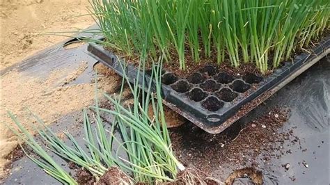 올해 우여곡절끝에 드디어 대파 작업을 마무리 할 수 있어서 감사하다 Youtube