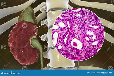 Enterococcus Bacteria Medically Accurate 3d Illustration