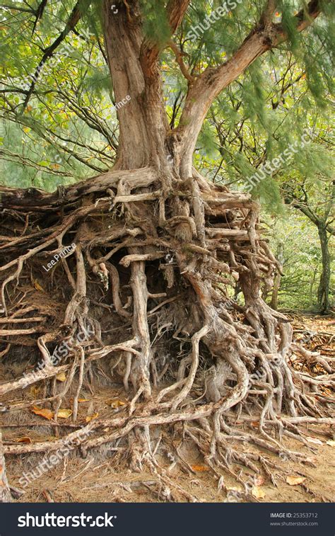 Tree Roots Exposed Due Soil Erosion Stock Photo Shutterstock