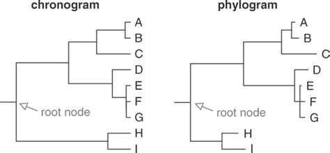 Phylogenetic Tree Definition Types Steps Methods Uses Biology Notes Online