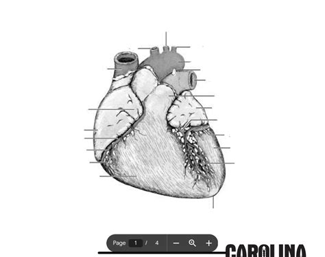 Heart Dissection Terms Diagram Quizlet