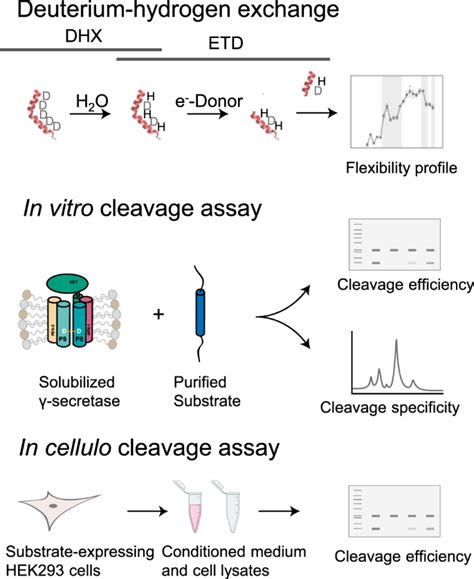 Cooperation Of N And C Terminal Substrate Transmembrane Domain