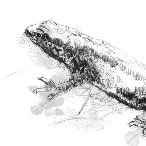 Crested Newt Sketch SeanBriggs