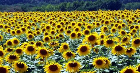 머니s포토 해바라기 황금 물결 장관