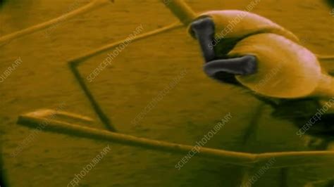 Spider Sem Stock Video Clip K005 4261 Science Photo Library