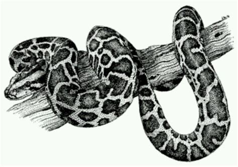 Burmese Python Drawing Np