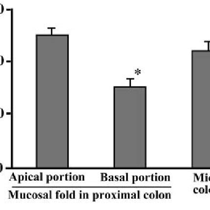 Depth Of The Intestinal Crypts In The Proximal And Middle Colon Download Scientific Diagram