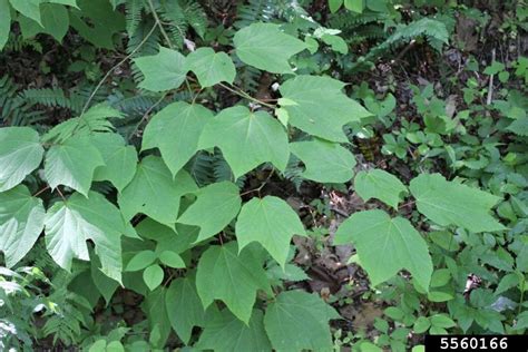 4 Types Of Maple Trees In New Hampshire ProGardenTips