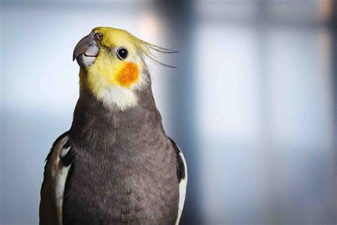 40 Cockatiel Facts Sing Along With These Adorable Birds