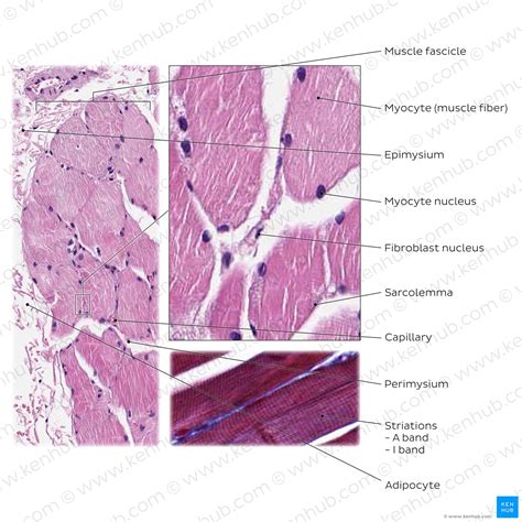 Skeletal Muscle Tissue Slides Anatomy Practical 2 Identify Microscope