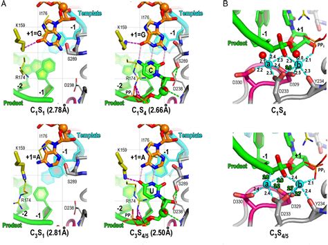 Figure 3 From Structural Basis Of Viral Rna Dependent Rna Polymerase Catalysis And Translocation