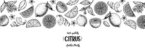 레몬 손으로 그린 벡터 일러스트 디자인레몬 스케치 흑백 스타일 감귤류 레몬 패턴 일러스트 레몬 포장 디자인 과일에 대한 스톡 벡터 아트 및 기타 이미지 Istock