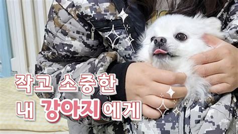 세상에서 가장 귀엽고 소중한 내 강아지 집사의 다짐 강아지에게 쓰는 편지 힐링 영상 Youtube