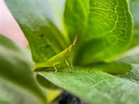 Grasshoppers Are A Group Of Insects Belonging To The Suborder Caelifera