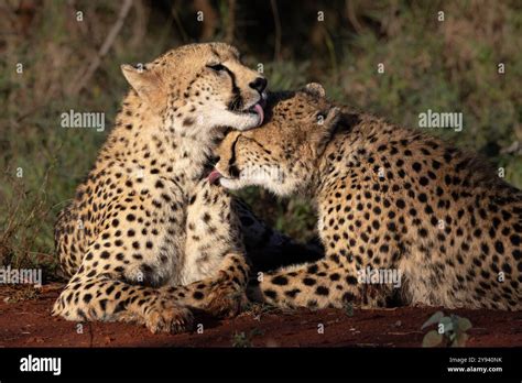 Cheetah Acinonyx Jubatus Allogrooming Zimanga Private Game Reserve