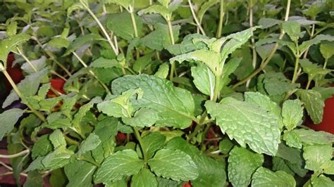 What Is Catnip The Infinite Spider