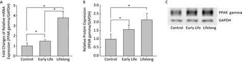 Effects Of Dehp Exposure In The Early Life And The Lifelong Groups On
