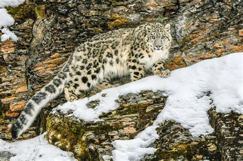 The 25 Best Camouflage In Animals With Photos Biolifeearth