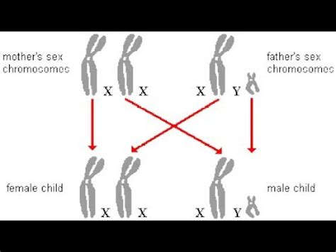 Determination Of Sex In Humans YouTube