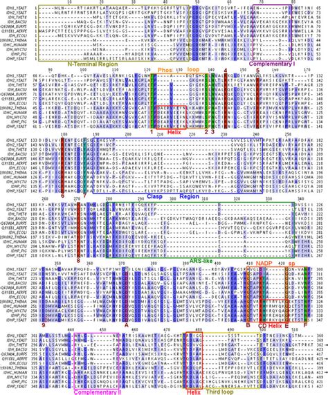 alignment of dimeric idh sequences this is an alignment of sequences
