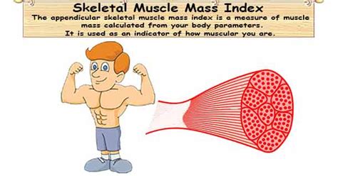 Appendicular Skeletal Muscle Mass Index Asmi Appendicular Skeletal