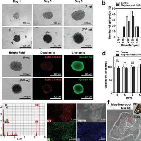 Size And Viability Of The Control And Magnetic Neurospheroid Microrobot Download Scientific
